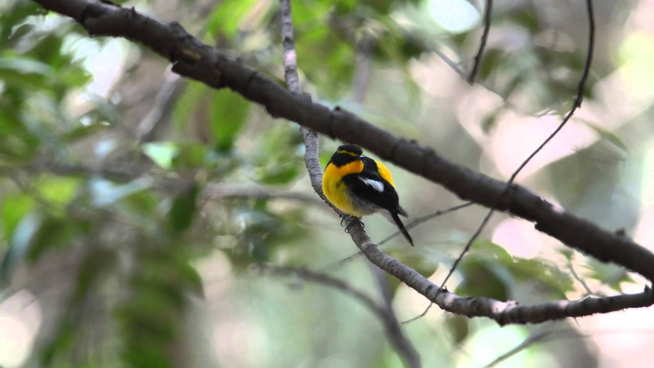Narcissus Flycatcher song - YouTube