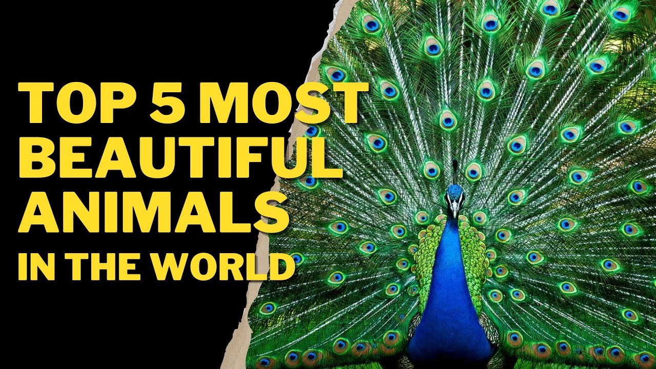 TOP 5 MOST BEAUTIFUL ANIMALS IN THE WORLD - YouTube