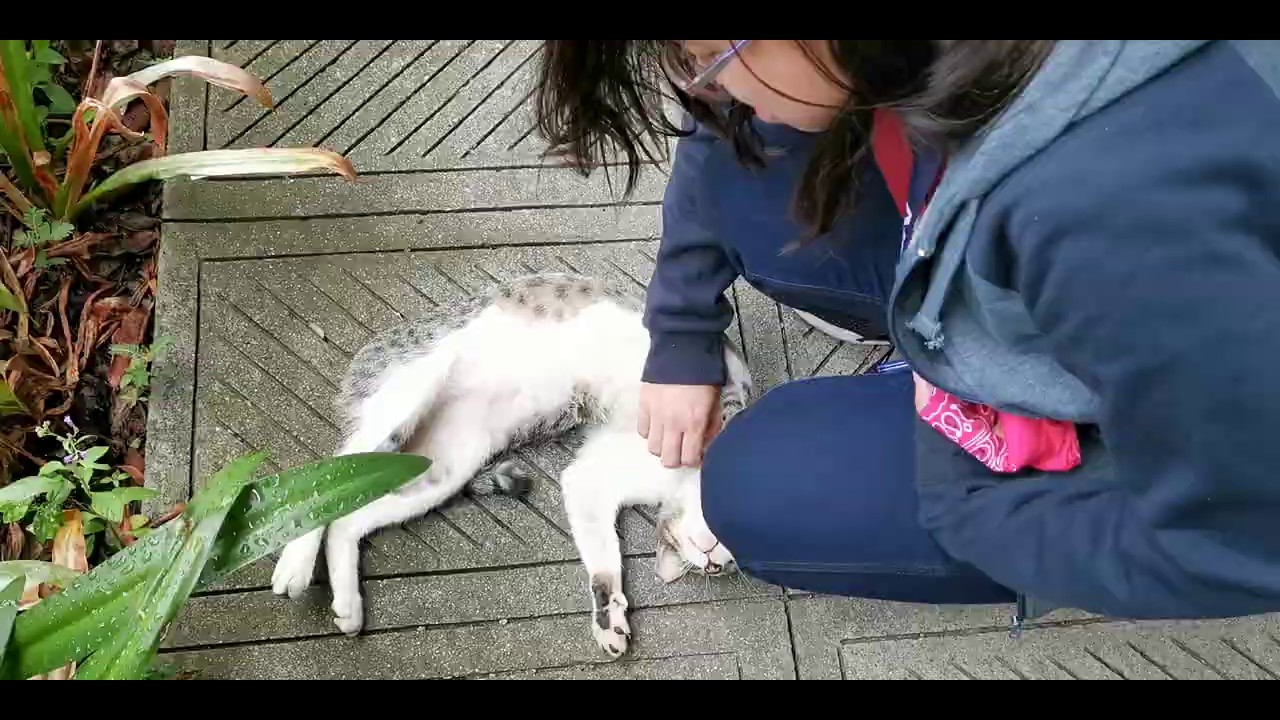 Cats of Technohub | Mojacko - YouTube