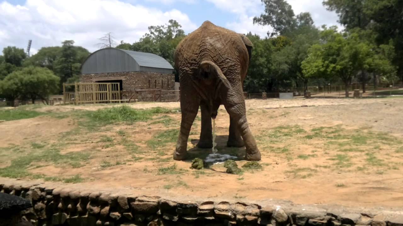 elephant surprise.mp4 - YouTube