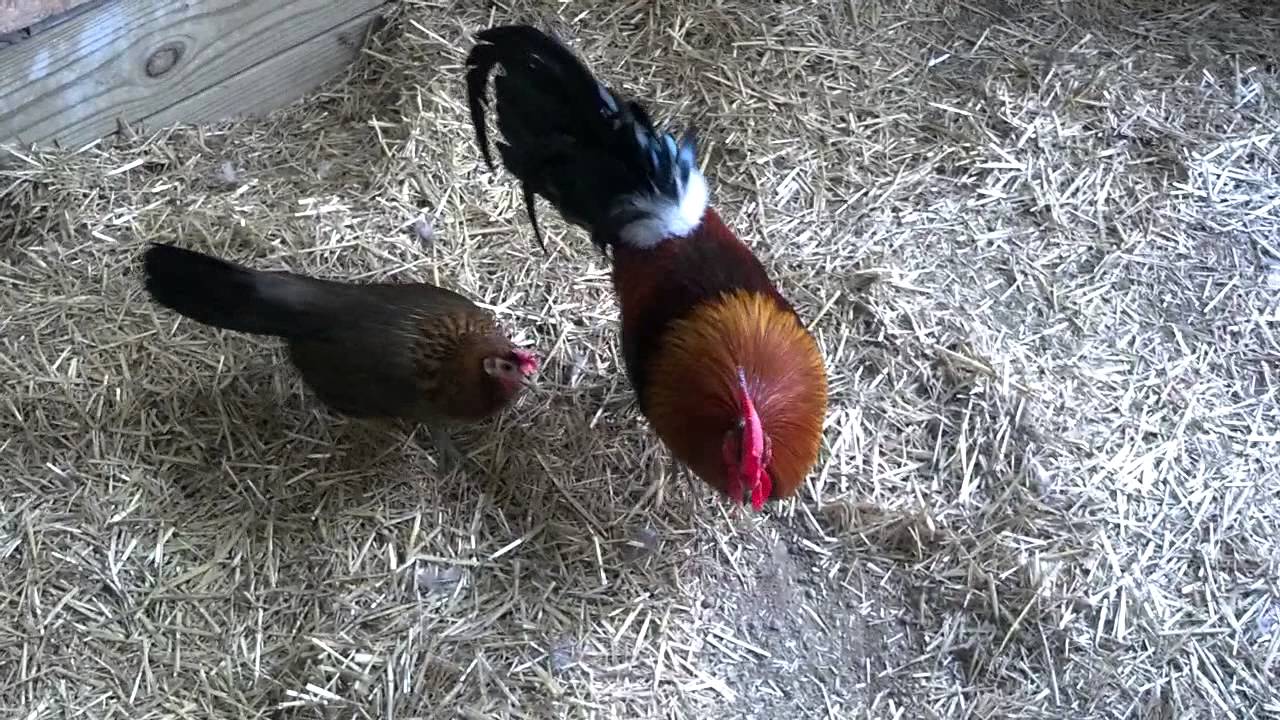 Bob Bennett fowl 6 - YouTube