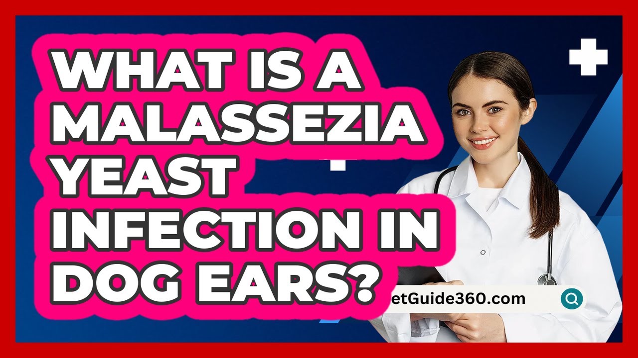 What Is A Malassezia Yeast Infection In Dog Ears? - PetGuide360.com ...