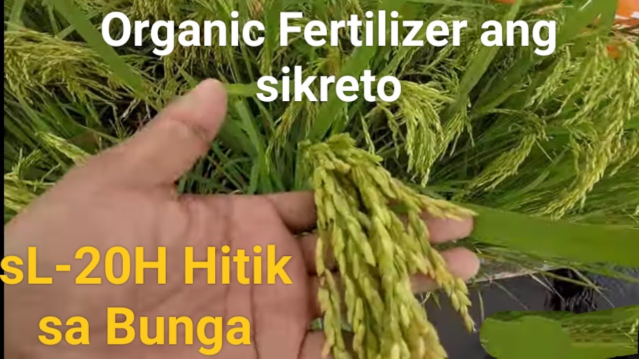 SL20-H Super Hybrid Rice💪 87DAT malapit ng Anihin, Nasa Loob ang Bunga ...
