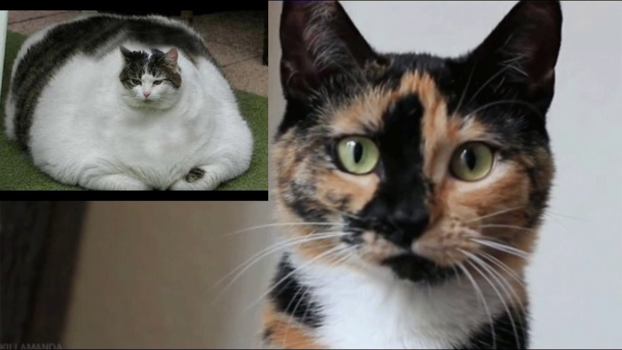 The Cat Show 4 - YouTube