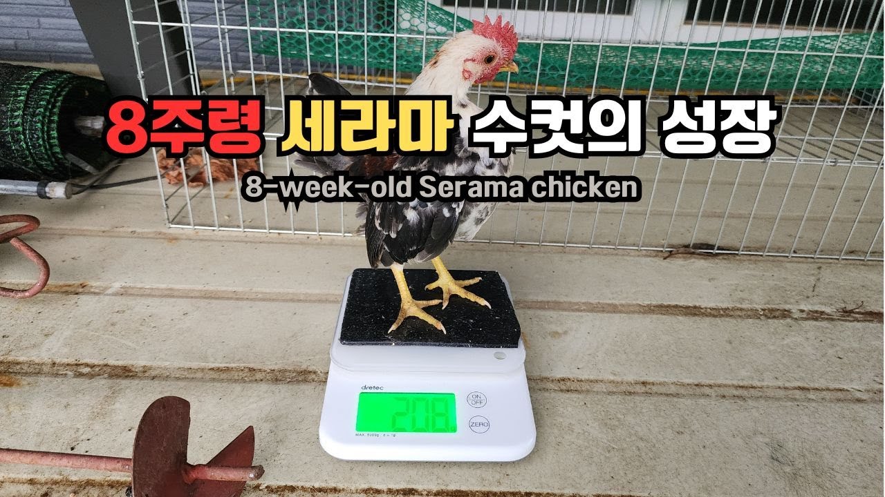 8주령 세라마 수컷의 성장, 8-week-old Serama chicken, Silky Serama - YouTube