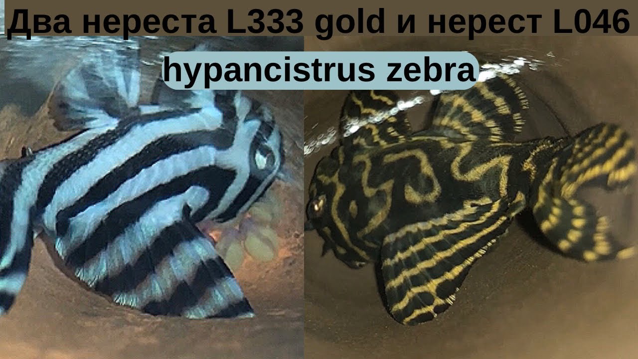 Два нереста L333 gold и нерест L046 hypancistrus zebra. Обзор купленной ...