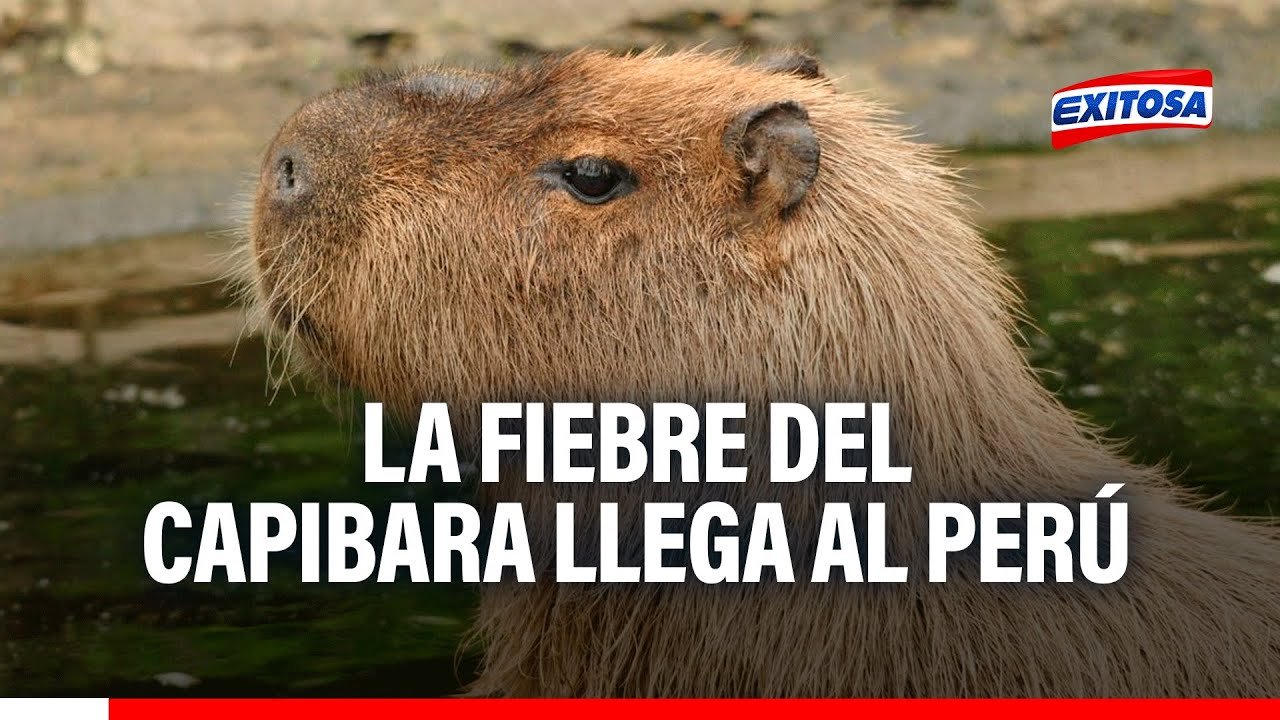 🔴🔵La fiebre del capibara llega al Perú: Conoce más sobre este curioso ...