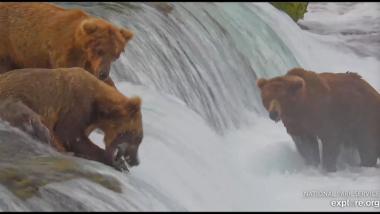 10 Jul 2024: 903 Gully catches fish as 28e and 20 watch (explore.org ...