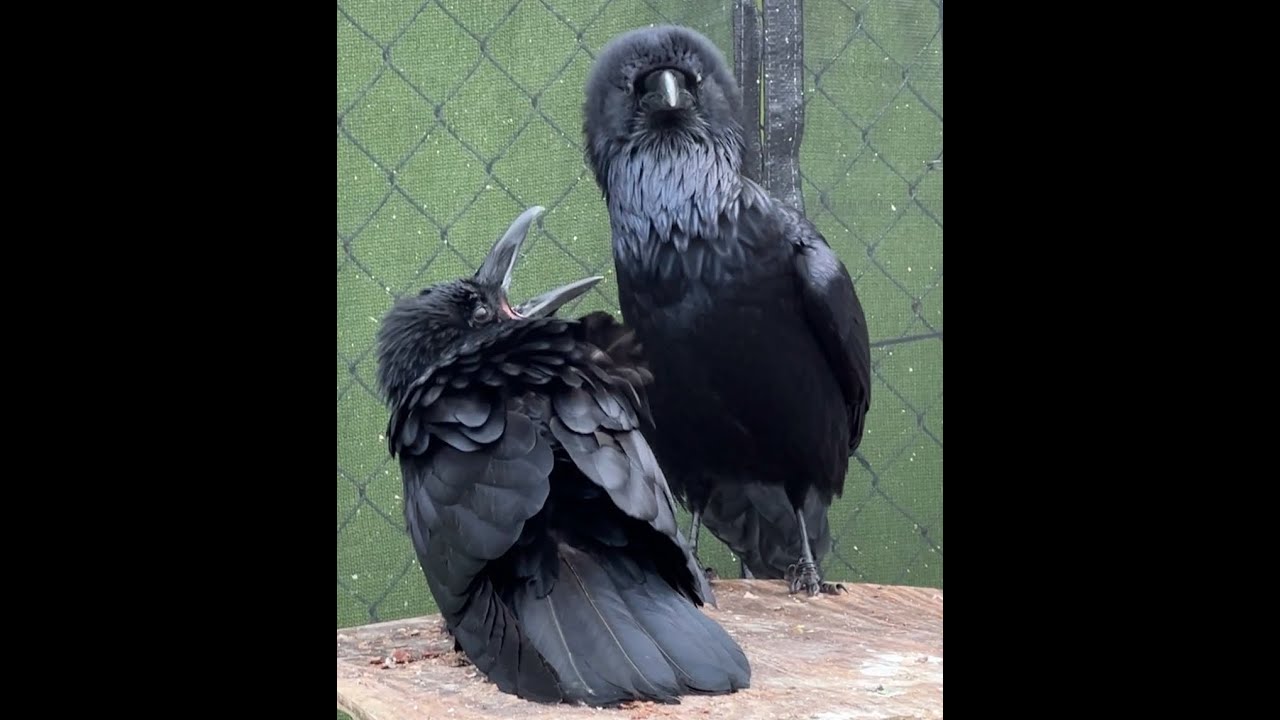 With Feathers Raven Cam 1/5 - YouTube