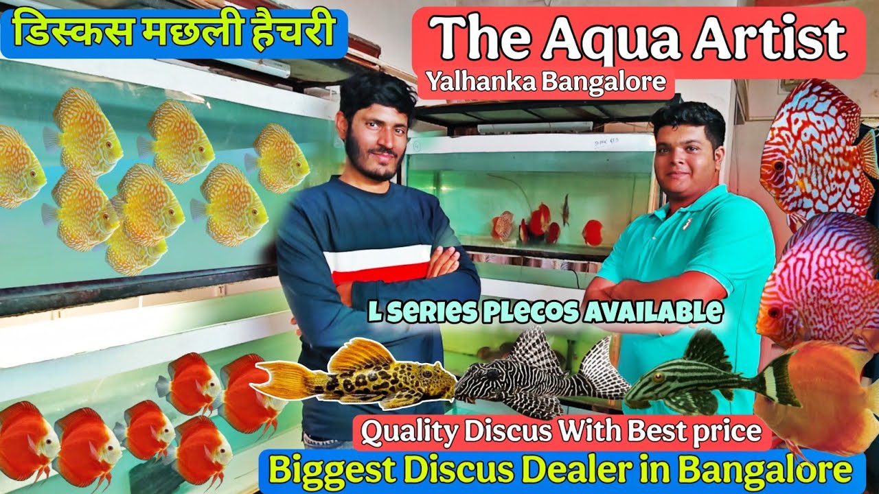 The Aqua Artist | Biggest Discus Fish Hatchery in Bangalore , Quality ...