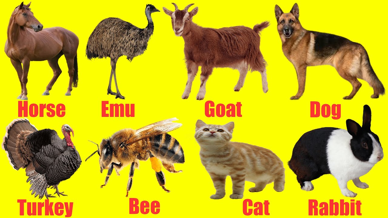 Find out farm creatures | Talkative Animals - YouTube