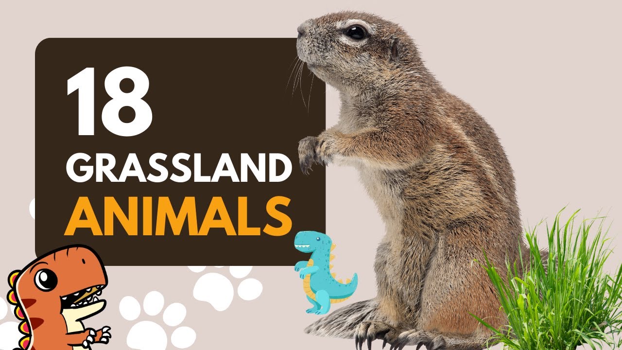 18 Grassland Animal Names for Kids to Learn - Educational Video - YouTube