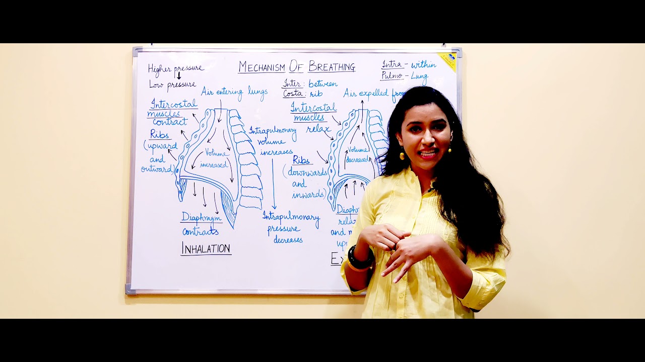 Mechanism of Breathing - Inhalation and Exhalation Process - YouTube