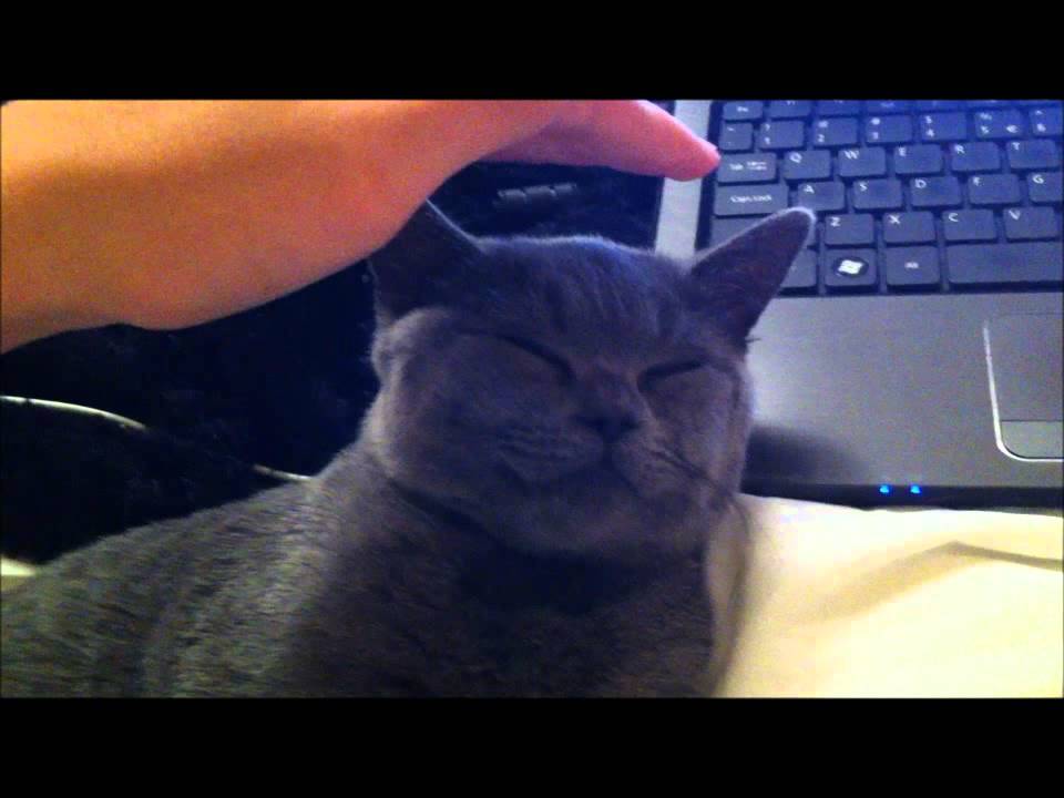 Messing with the cat. - YouTube
