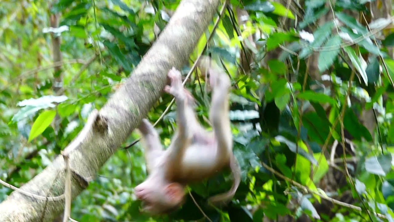 Old monkey dropped baby Lucy from the highest tree escape male monkey ...