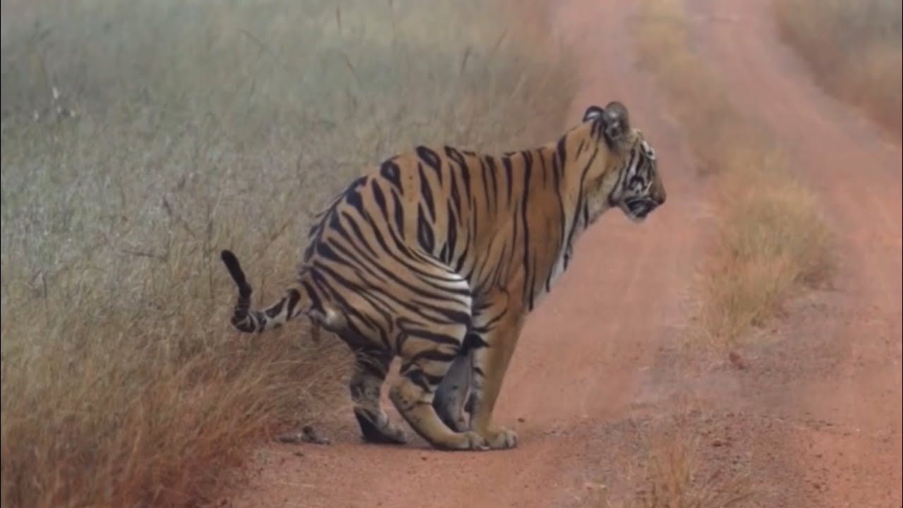 Animals Pooping Compilation Pt. 2 - YouTube