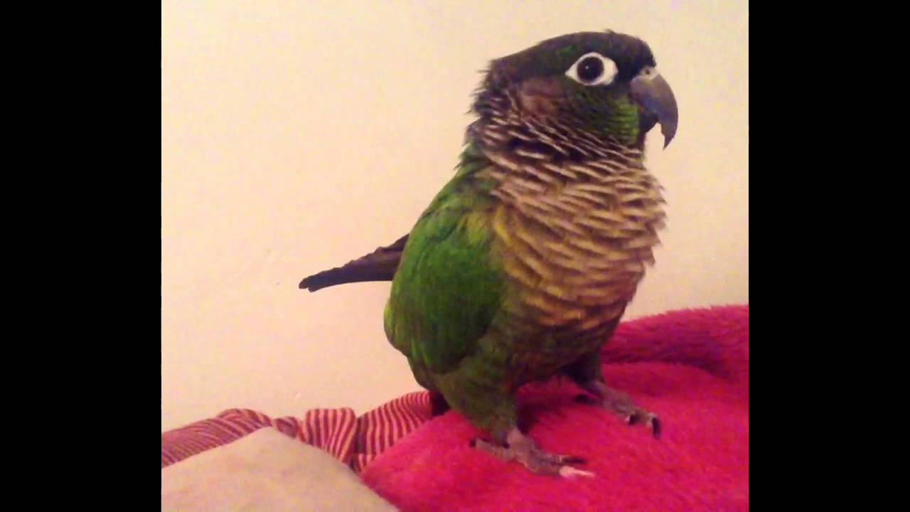Conure Dancing - YouTube