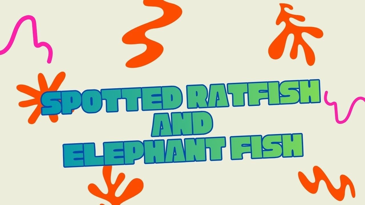 Spotted ratfish and Elephant fish: Animal Art Explorers - YouTube
