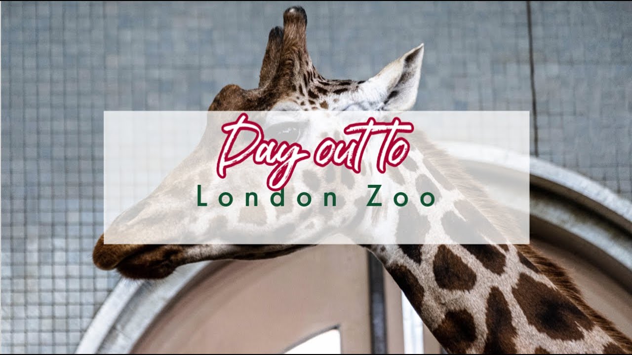 Day Out Review - London Zoo | Press Trip - YouTube