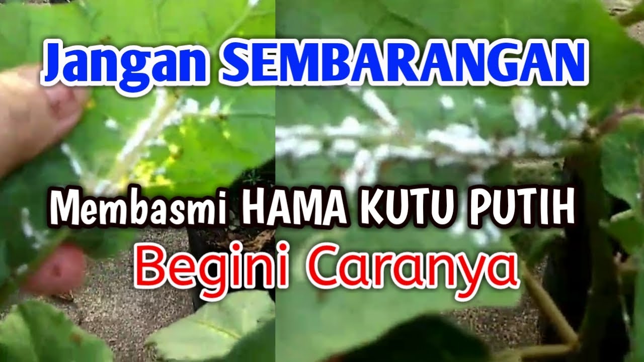 Cara membasmi hama kutu putih pada tanaman terong ungu - YouTube
