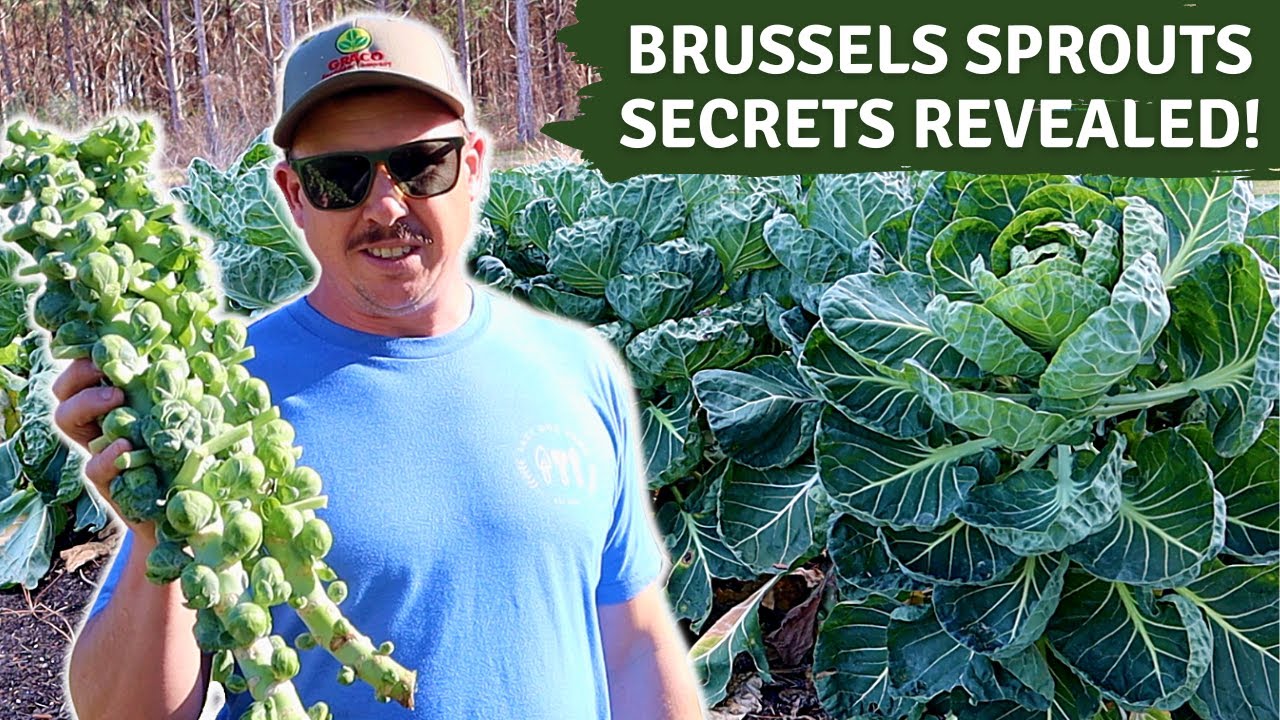 THE SECRET TO GROWING BIG BRUSSELS SPROUTS! - YouTube