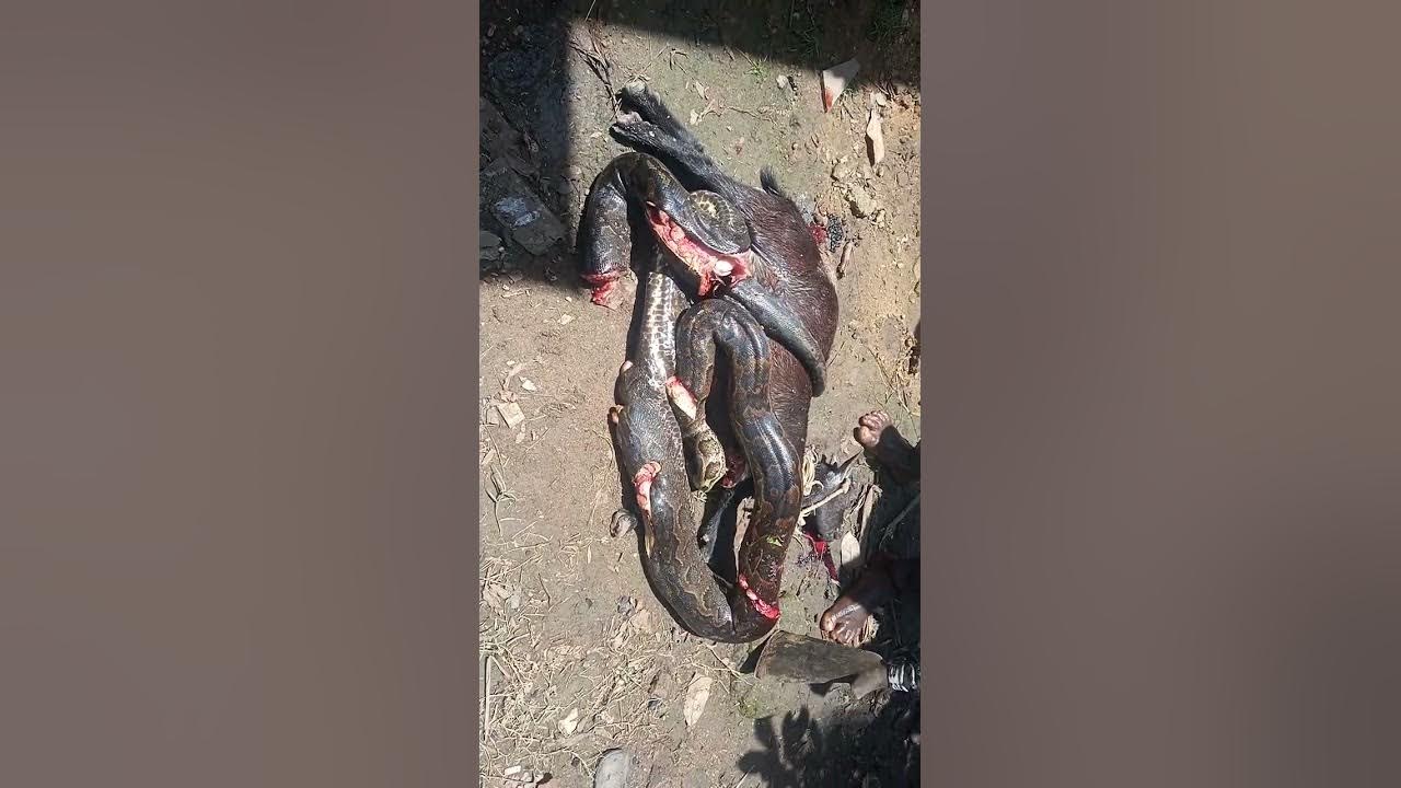 How a python of 10 feet long was killed in a nearby swamp after it ...