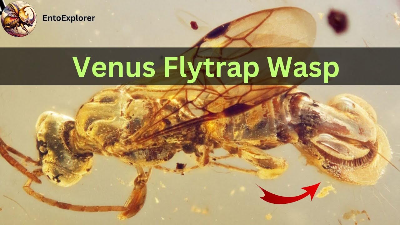 Ancient Venus Flytrap Wasp Fossil Found - YouTube
