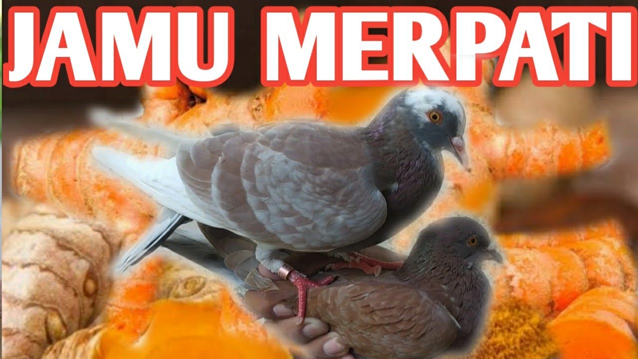 🔴CARA BIKIN JAMU BURUNG MERPATI GIRING KEKET KERAS PIGEON MEDICINE ...