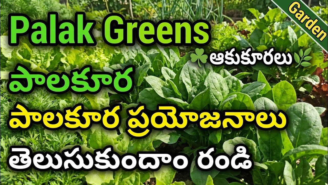 👉పోషకాల గని పాలకూర ప్రయోజనాలు తెలుసుకుందాం రండి-palak-leafy greens ...