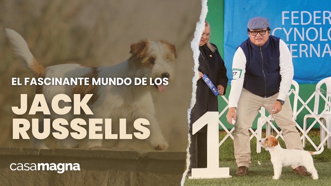 El Mundo del Jack Russell Según Christian Caisán - YouTube