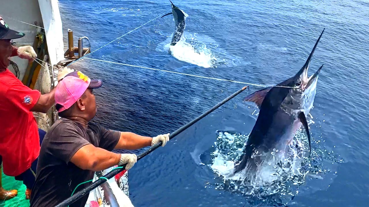 800km Chase！White marlin Catching, White Marlin Cutting Master, Sashimi ...