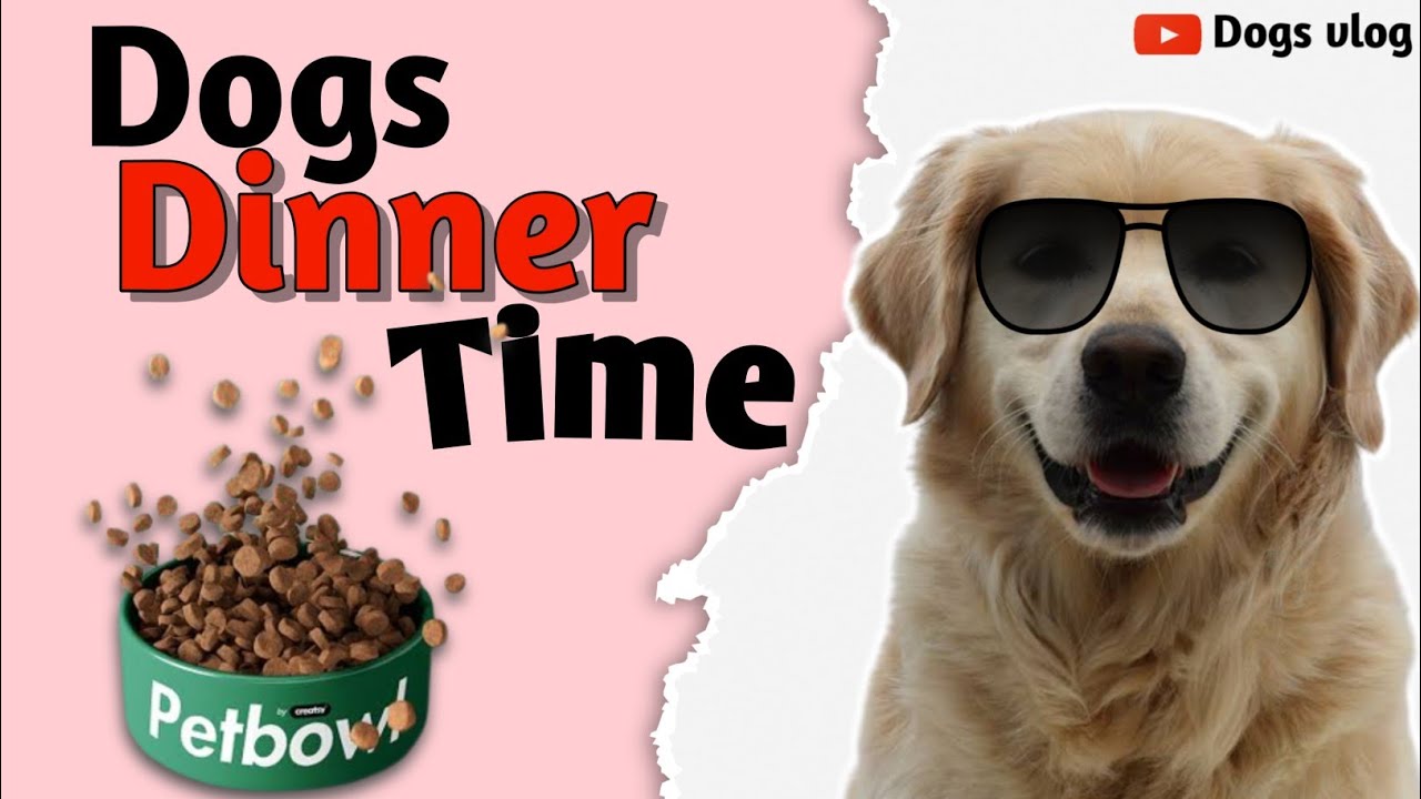 my second vlog|dog dinner|labrador|pomeranian| - YouTube