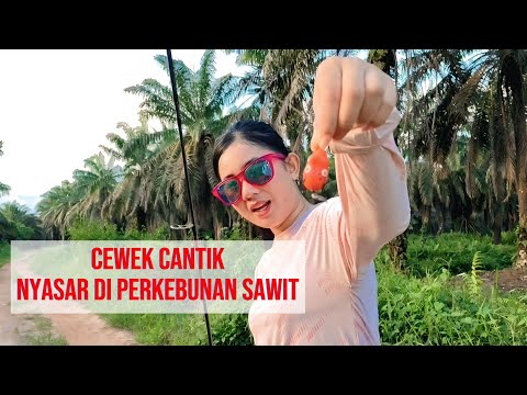 Lady angler cantik ini mancing gabus satu jam udah langsung dapat banyak ikan || Aura pawita mancing