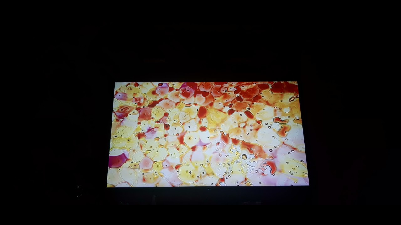 babyfirst color symphony 10 - YouTube