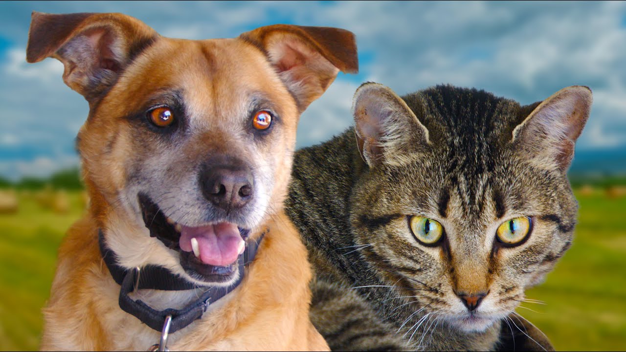 Spring is Here! - Pets of the Week - YouTube