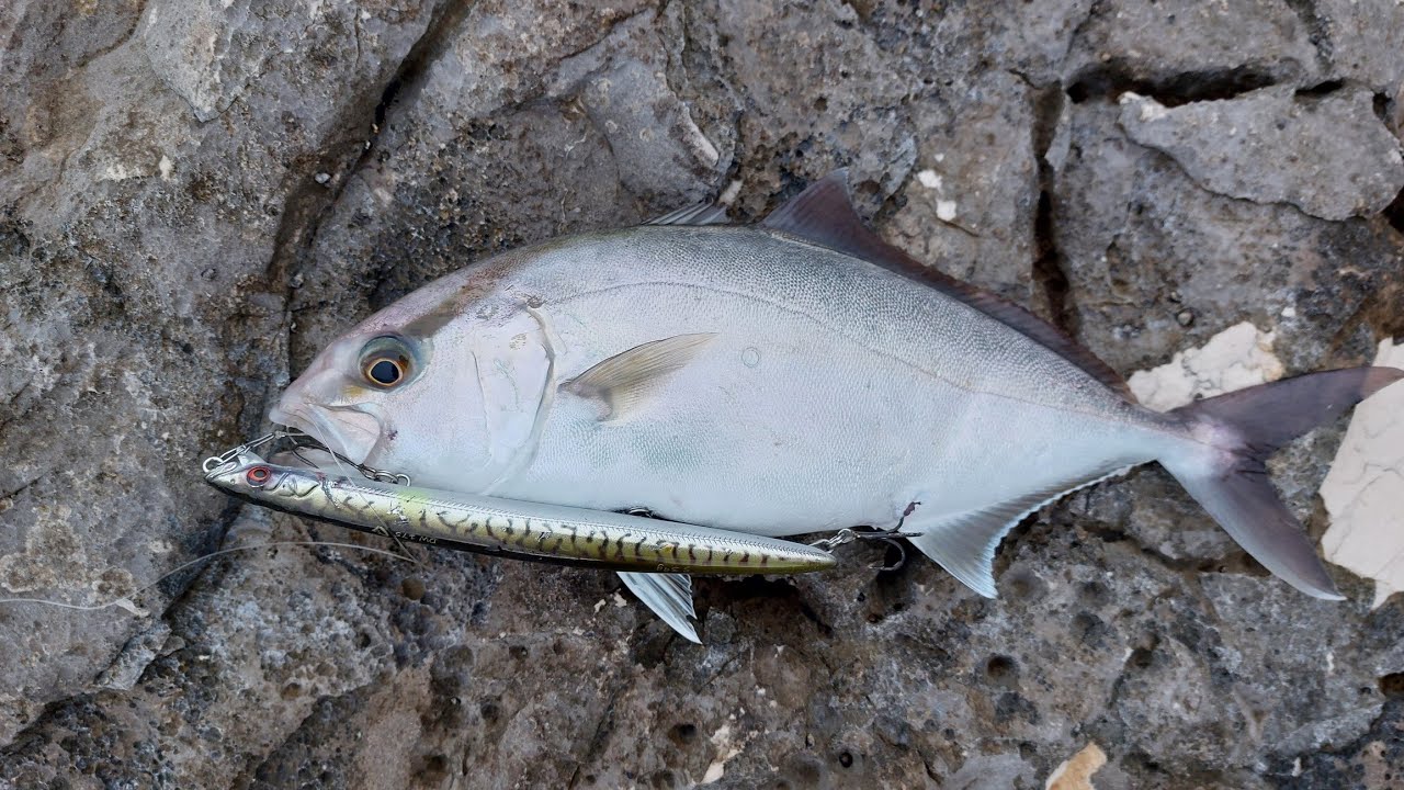 shore jigging gof (amberjack) - YouTube