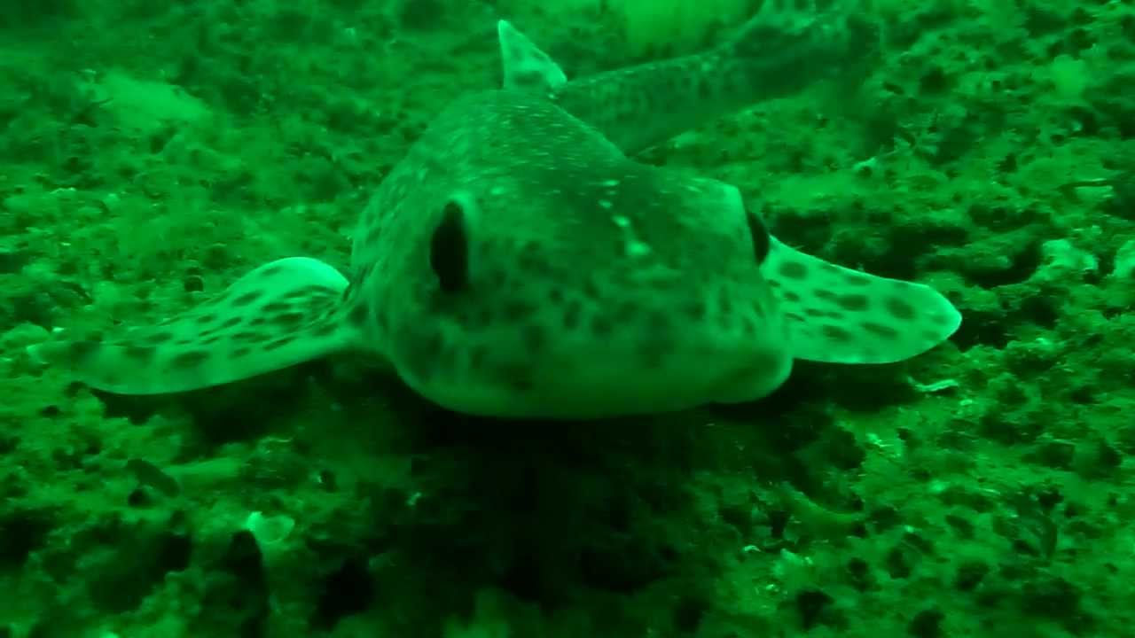 Pata-roxa (Small-spotted Catshark) @ Pedra da Pata-roxa, Cascais - YouTube