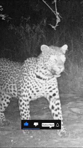 Leopard - Camera Trap Footage - YouTube