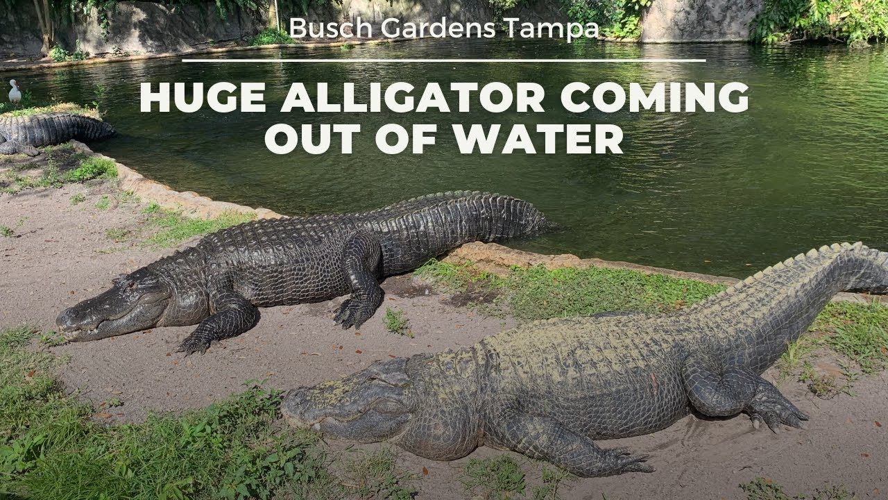 Huge Alligator In Water