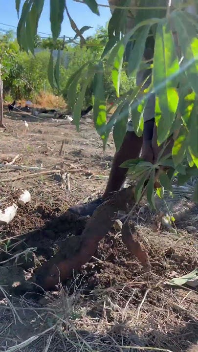 Sacando yuca - YouTube