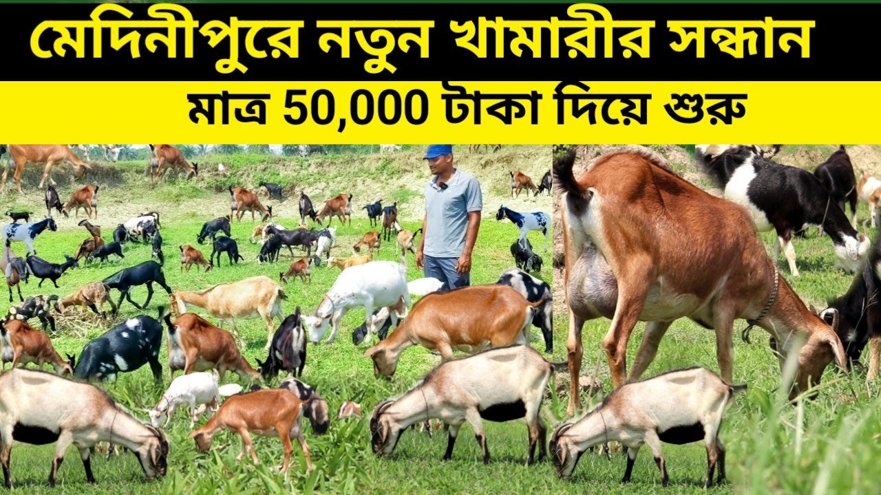 Black Bengal Black Bengal Goat black-bengal-black-bengal-goat