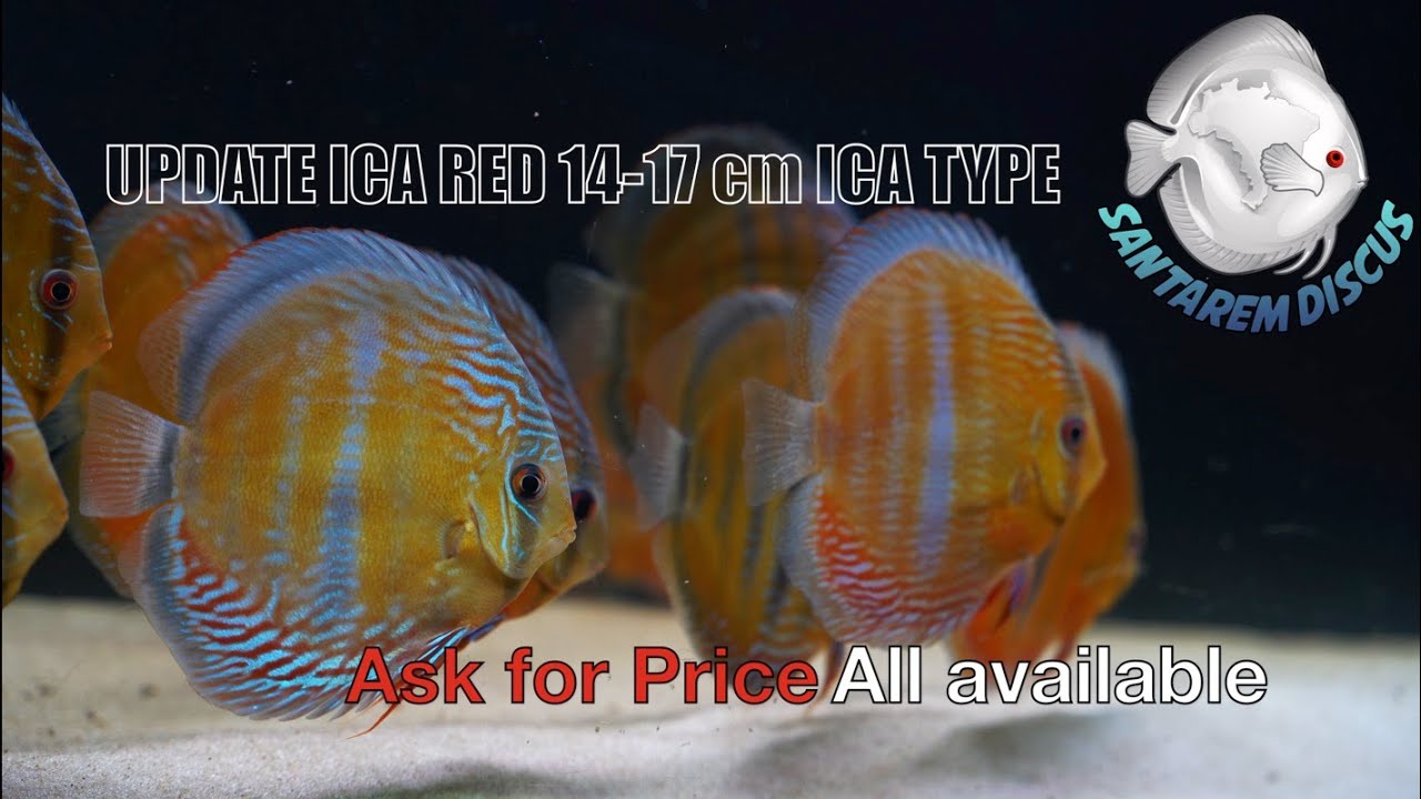 Ask for price New Update Ica with 14 /17 cms in 4K - YouTube