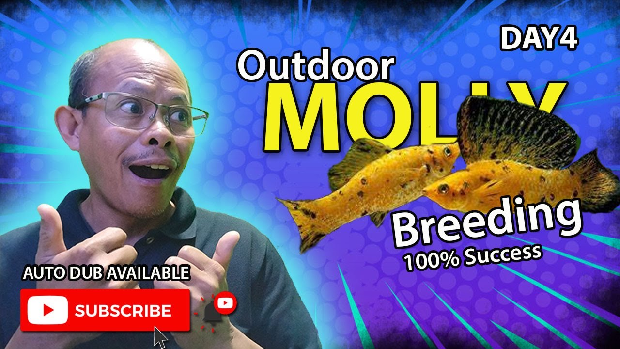 Molly Outdoor Breeding: Day4 Feeding time - YouTube