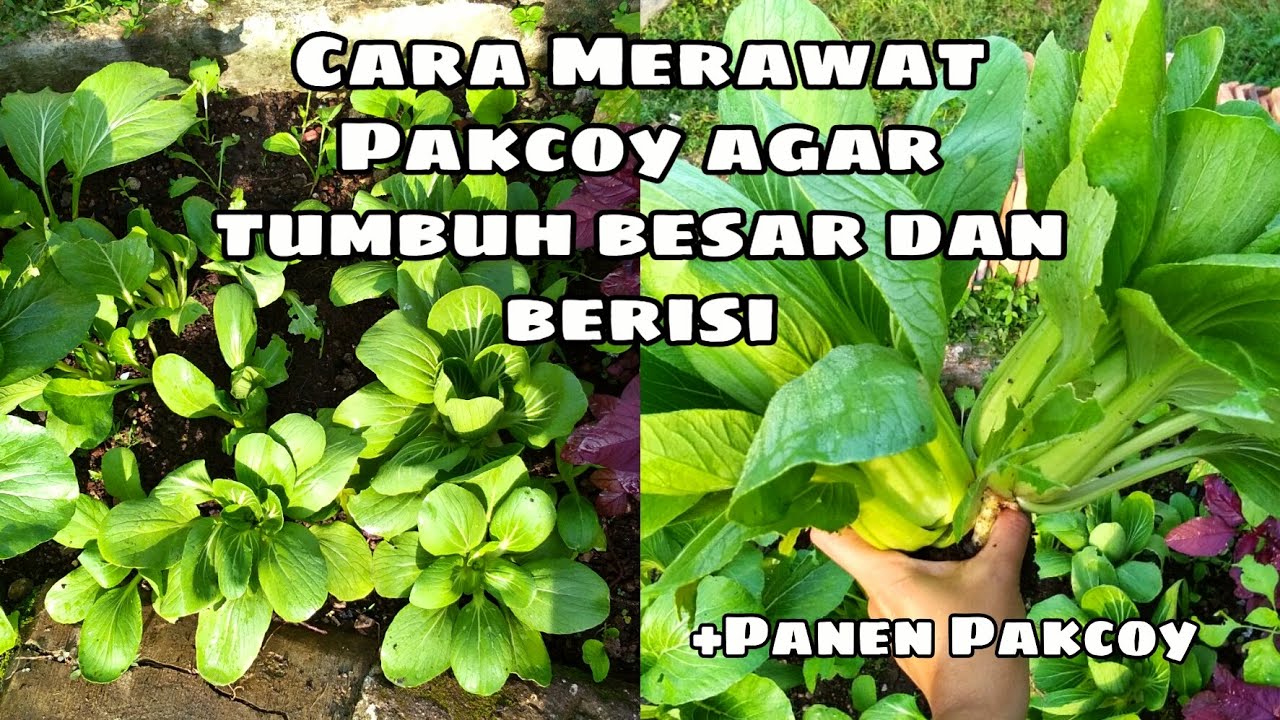 Cara merawat pakcoy Organik agar tumbuh besar dan berisi + PANEN PAKCOY ...