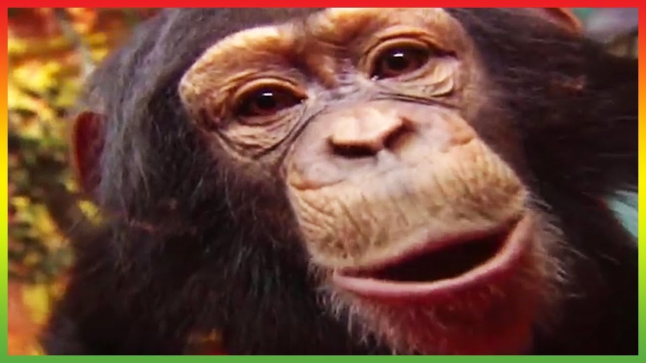 🐘 Zoboomafoo 243 | Talk to Me | Animal shows for kids | Full Episode ...