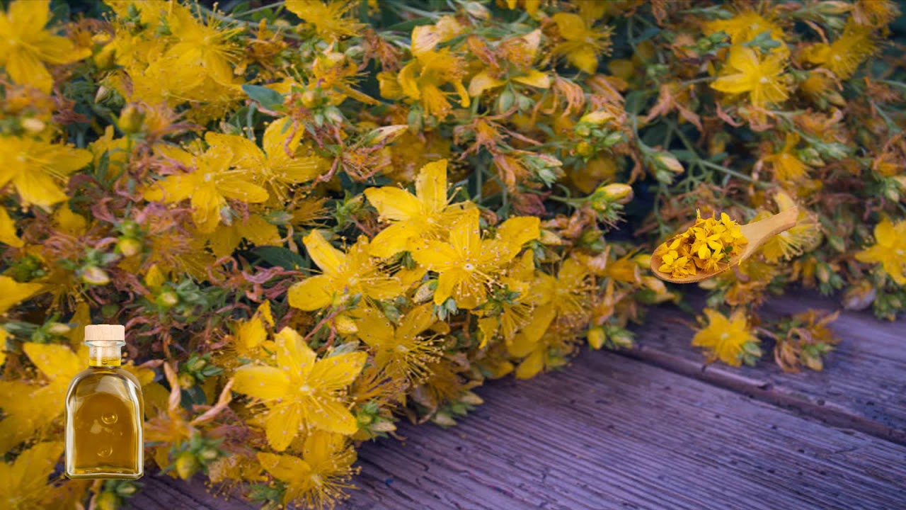 Si të përgatisni kurën e shëndetit me lule basani dhe vaj ulliri për 30 ...