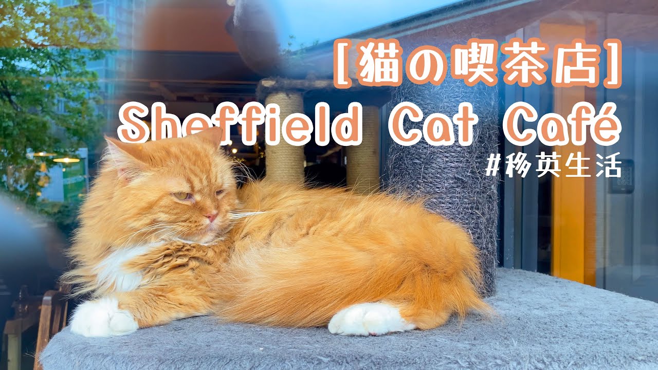 [猫の喫茶店] Sheffield Cat Café - YouTube