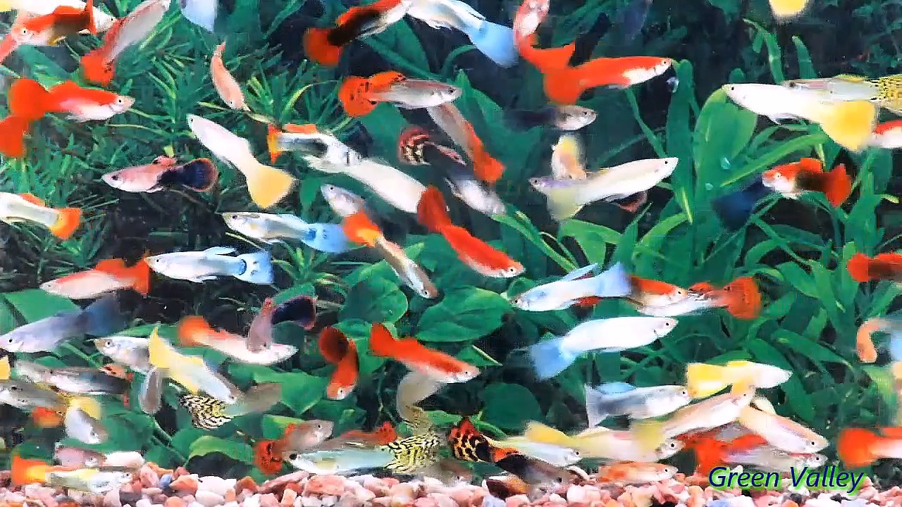 Guppy Male Assorted - YouTube