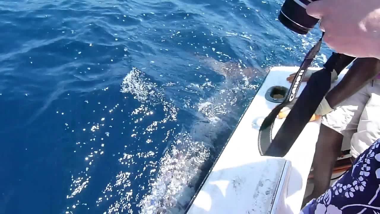 Tagging blue marlin - YouTube