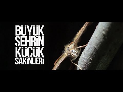Büyük Şehrin Küçük Sakinleri - Fragman - Kısa Ver.